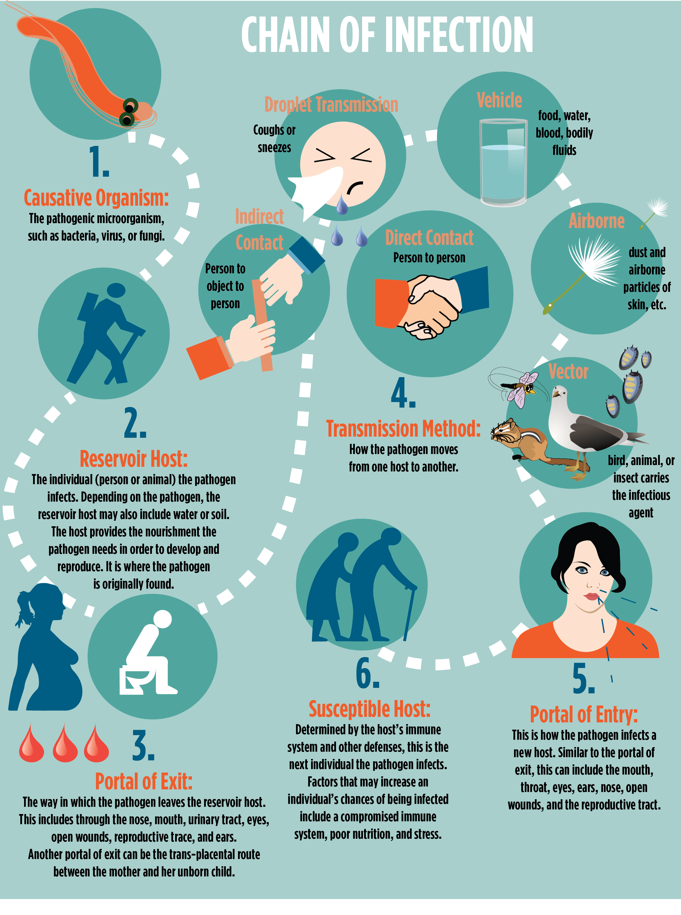 Chain Of Infection Infographic Cornelia Svela